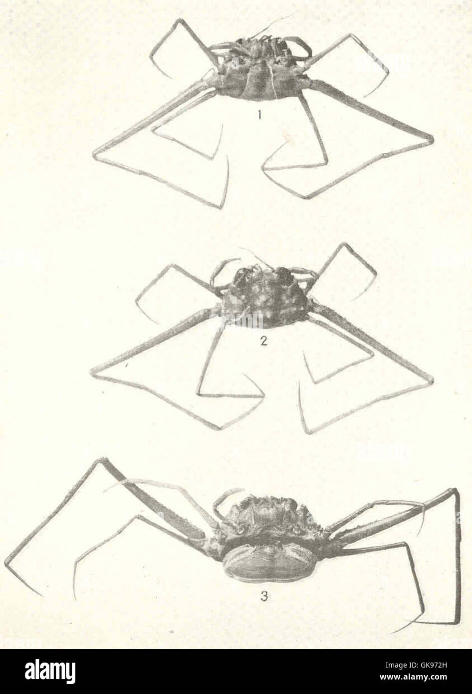 Cymopolia gracilis is a plant species with distinct botanical features ...