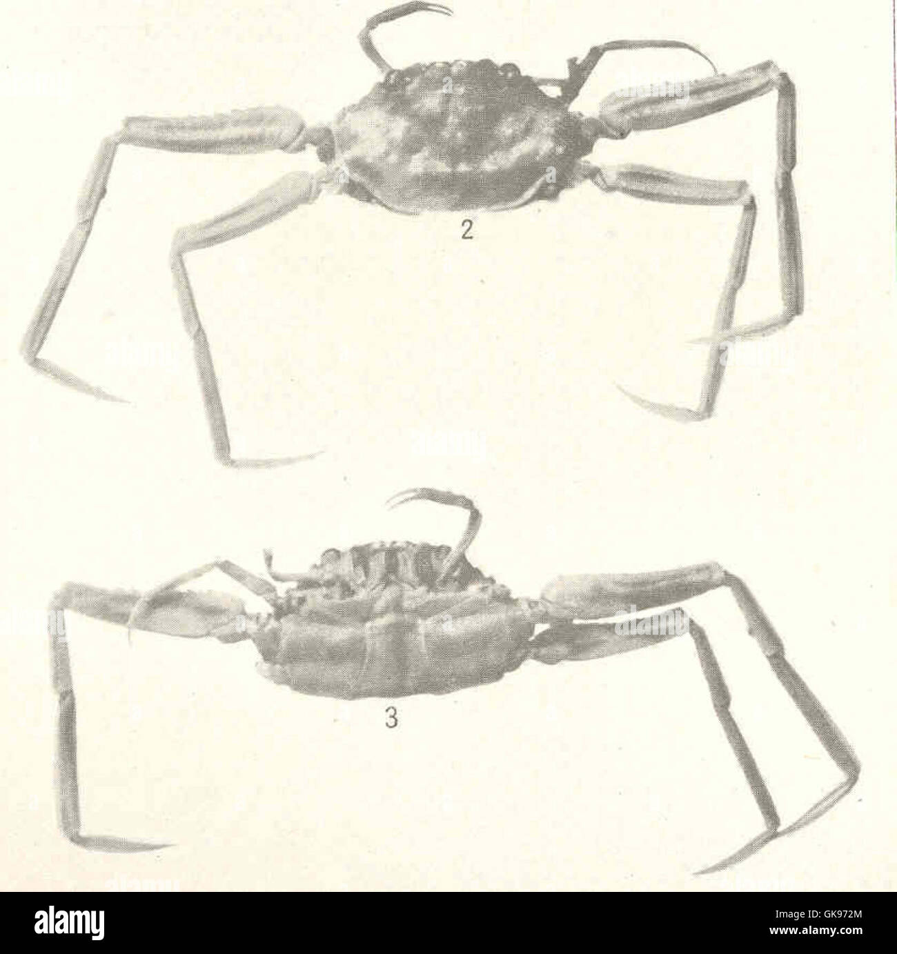 Cymopolia fragilis is a marine invertebrate species, identified for its ...