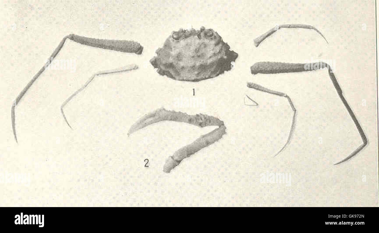 Cymopolia cursor is a marine species known for its unique ...