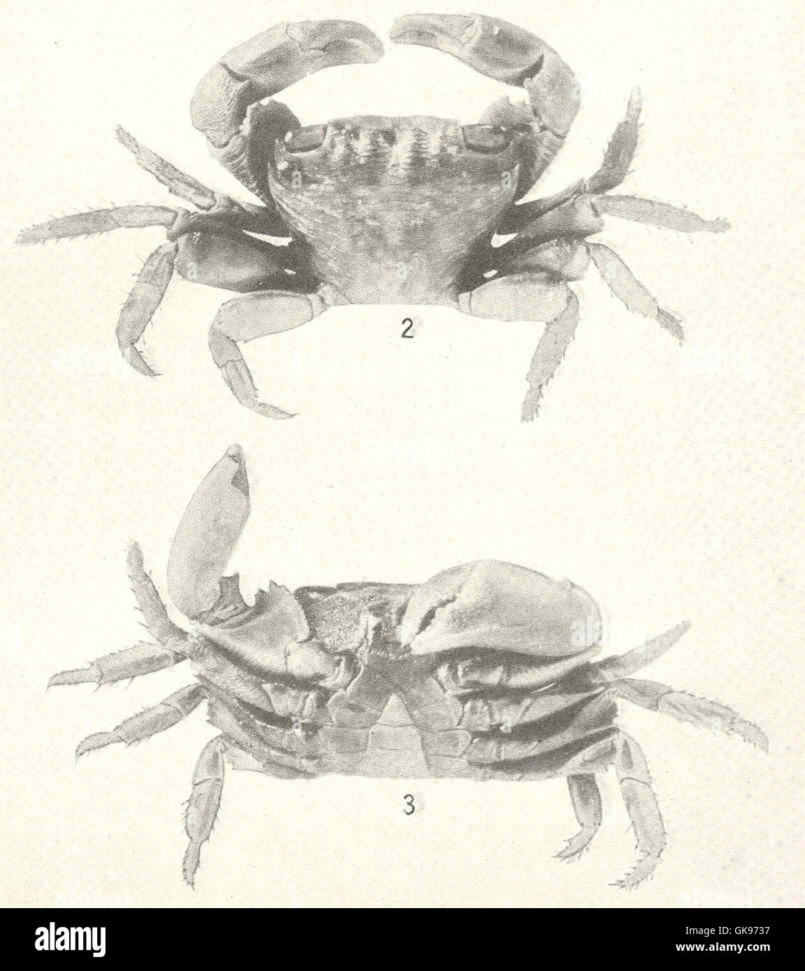 Pachygrapsus transversus hi-res stock photography and images - Alamy