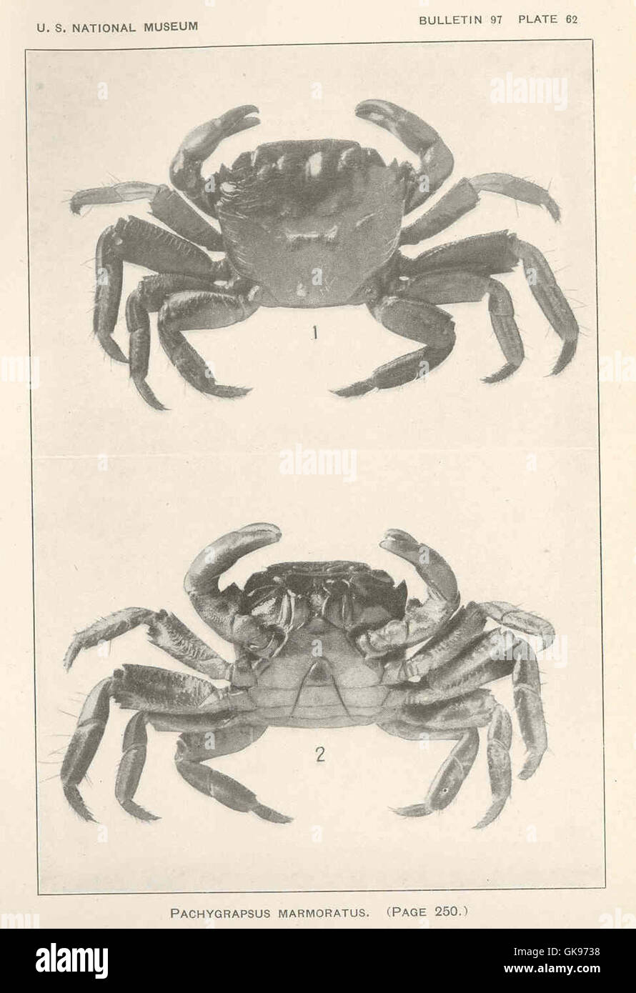 43499 Pachygrapsus marmoratus Stock Photo - Alamy