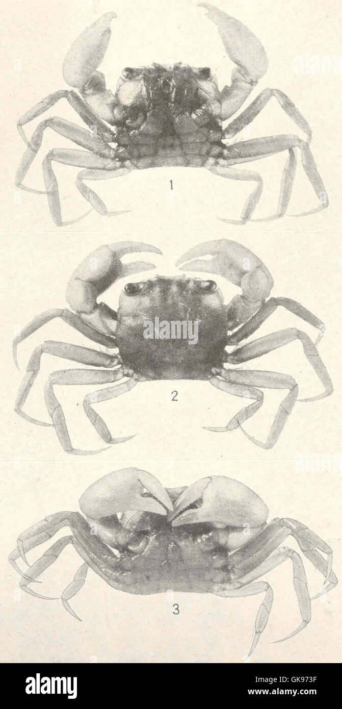 Hemigrapsus hi-res stock photography and images - Alamy
