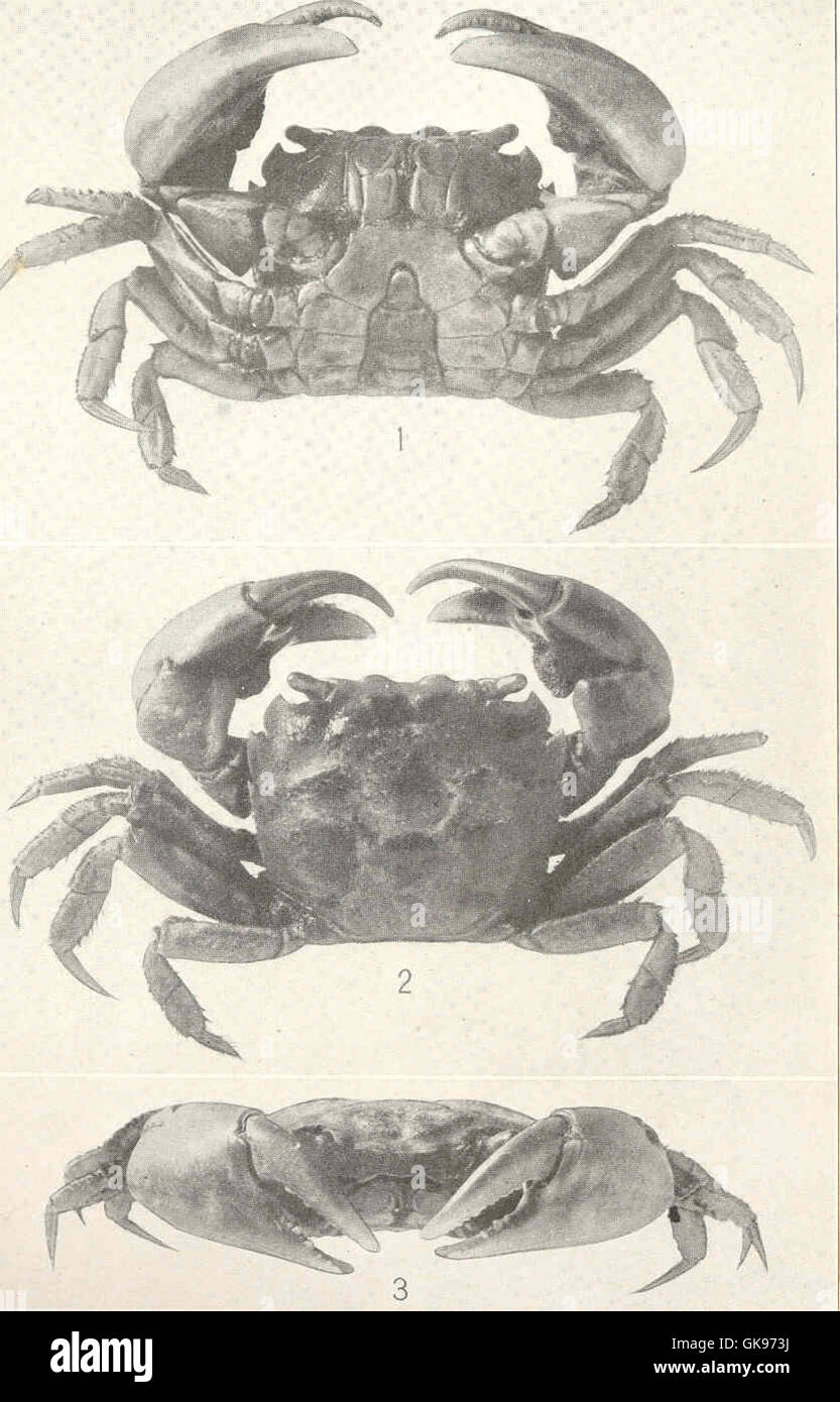 Hemigrapsus oregonensis hi-res stock photography and images - Alamy