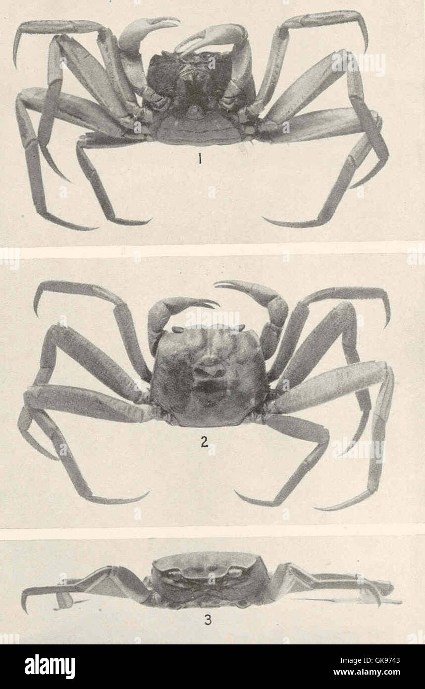 A taxonomic description of the Sesarma Verleyi species, focusing on its ...