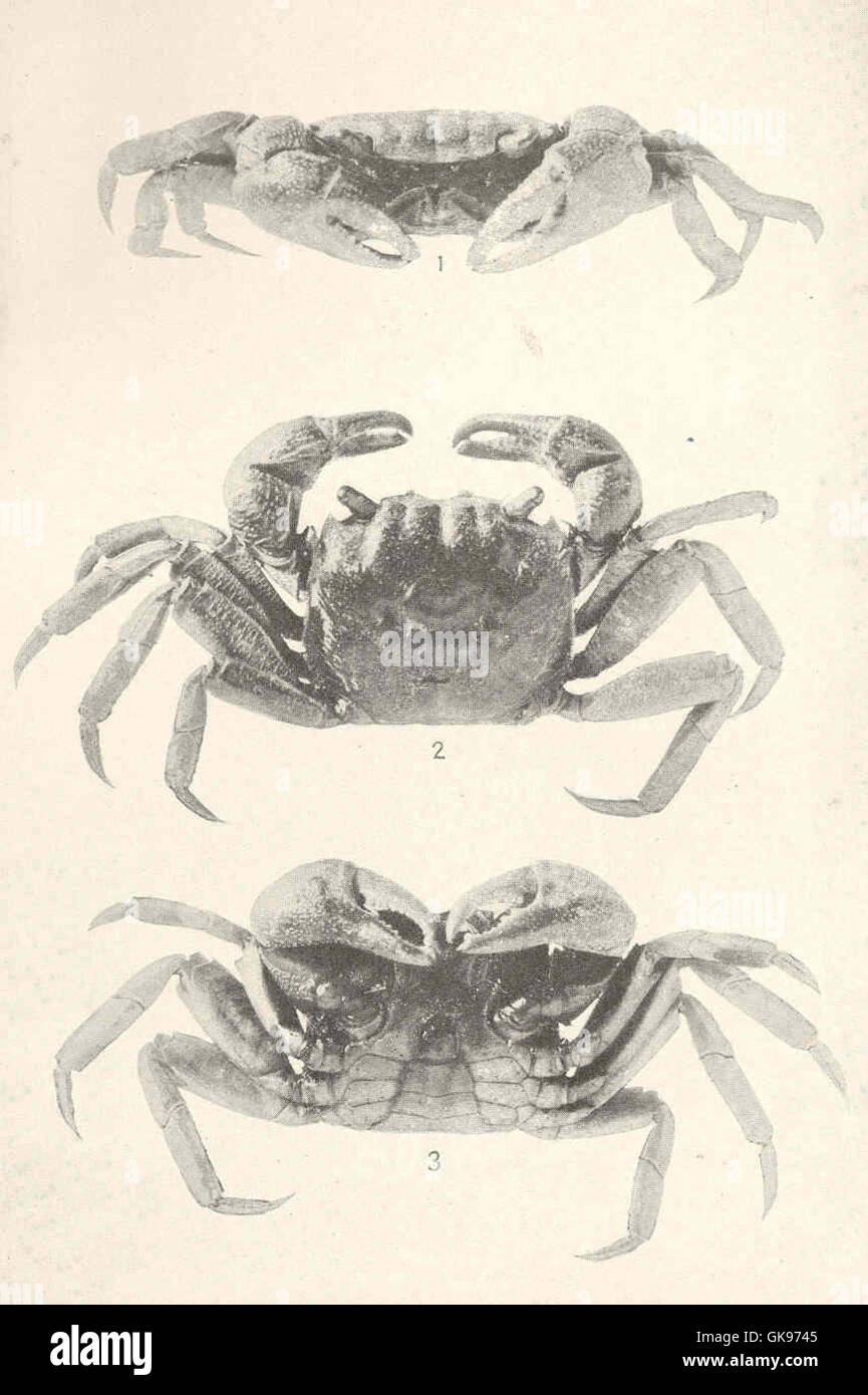 This entry discusses the species Sesarma bidentatum, focusing on its ...