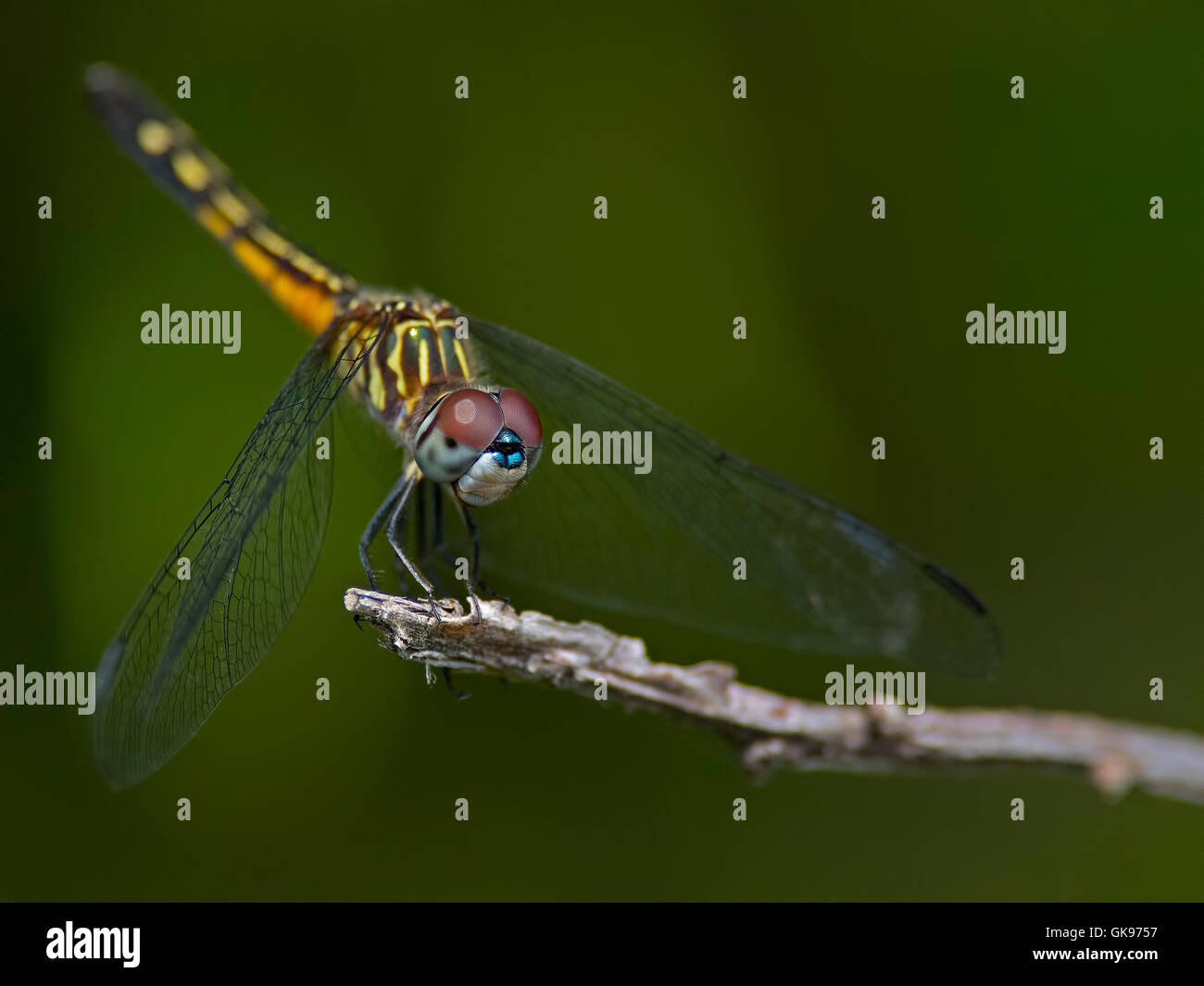 Female Blue Dasher Dragonfly Stock Photo - Alamy