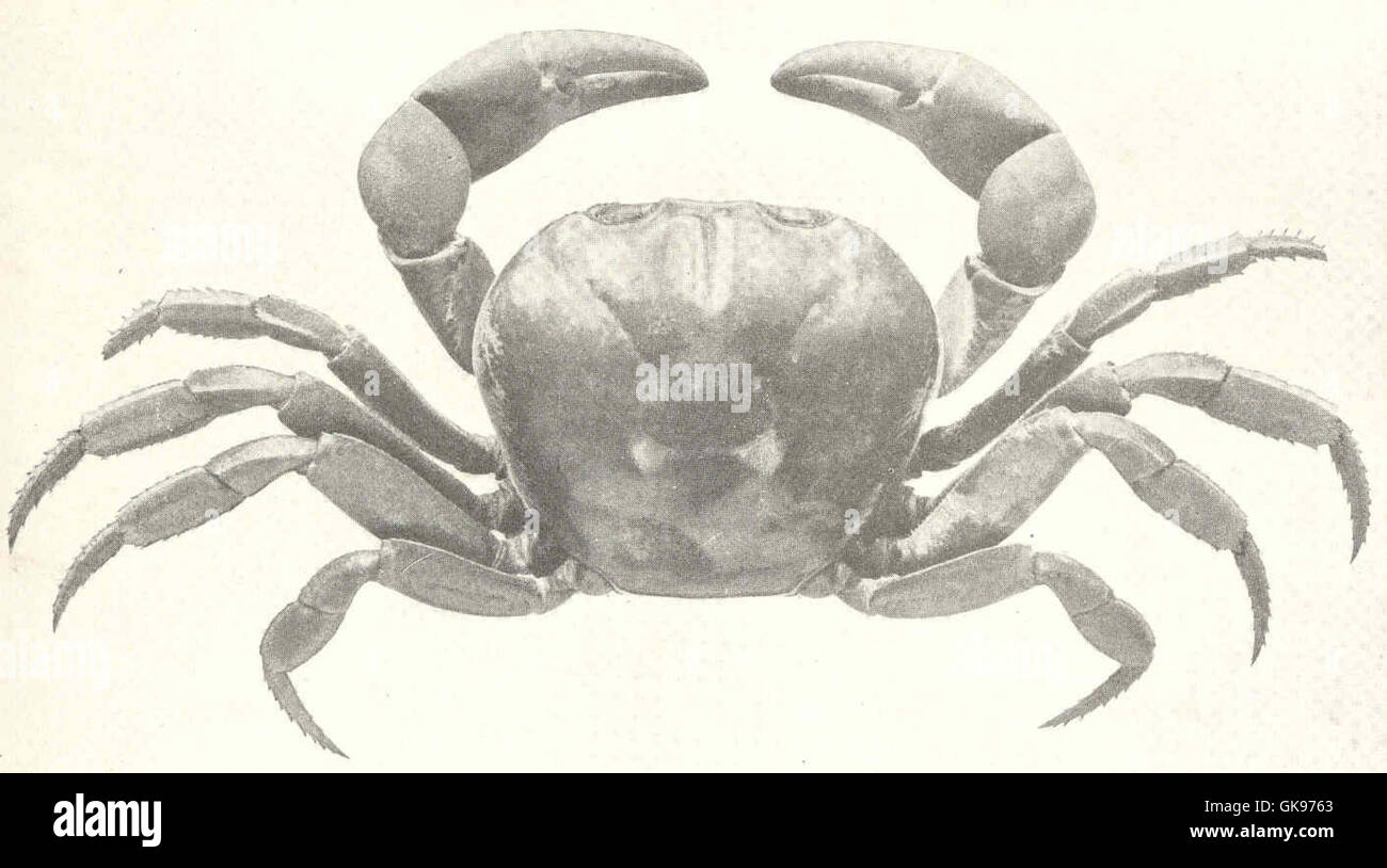 43561 Gecarcinus quadratus Stock Photo - Alamy