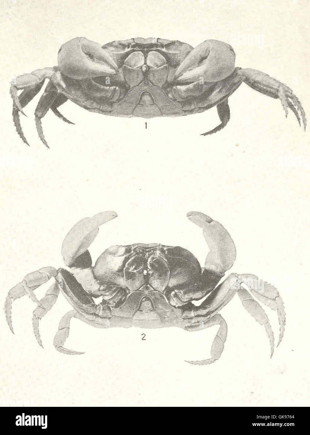 A detailed study on Gecarcinus quadratus, a species of land crab ...