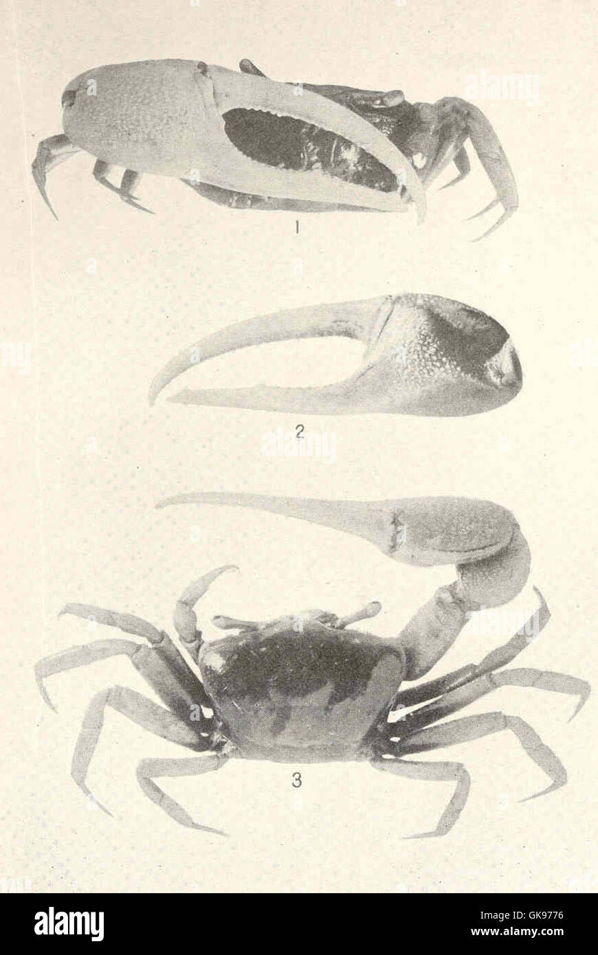 The Uca pubilator is a species of fiddler crab known for its large ...