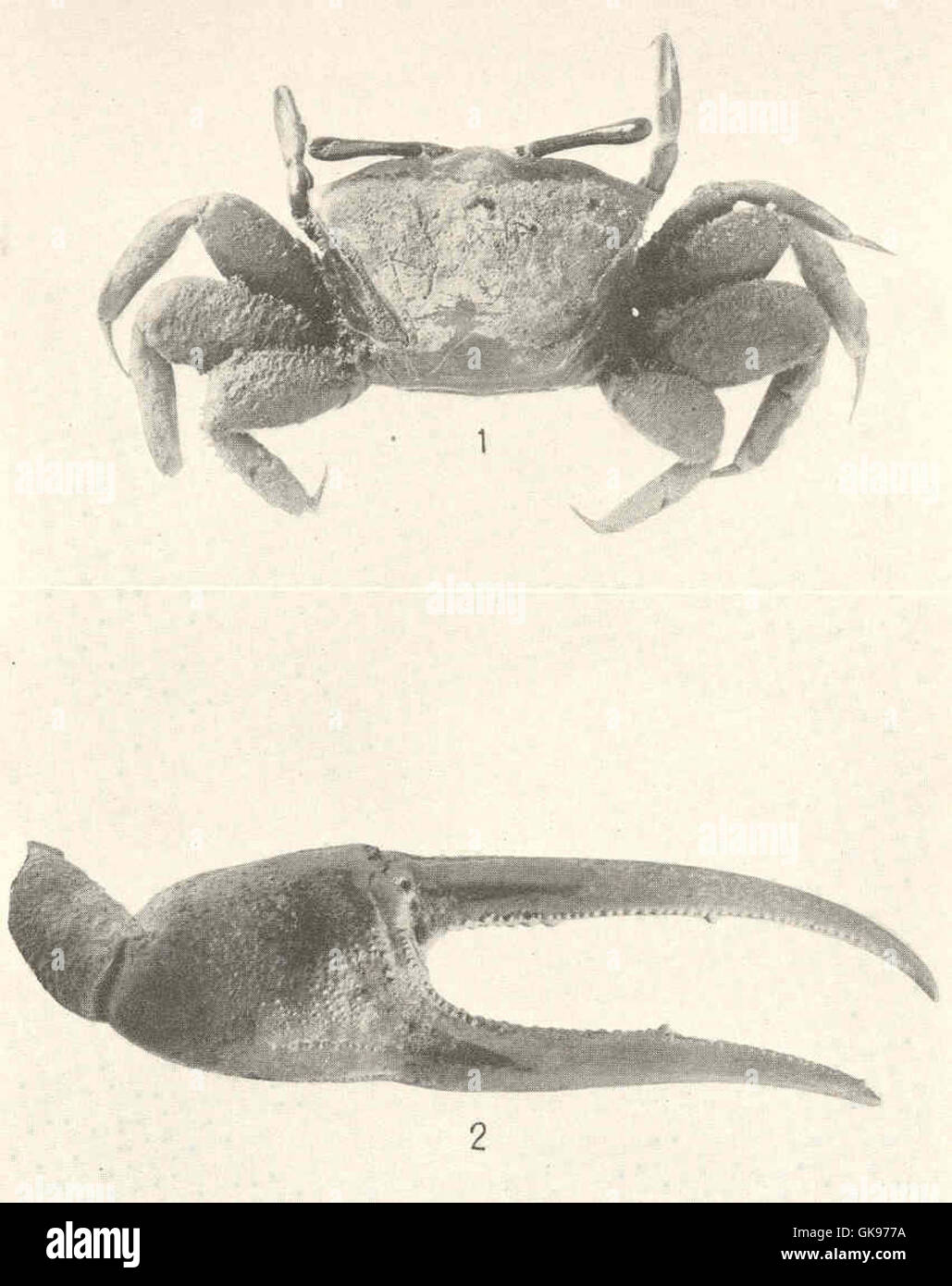 43585 Uca thayeri Stock Photo - Alamy