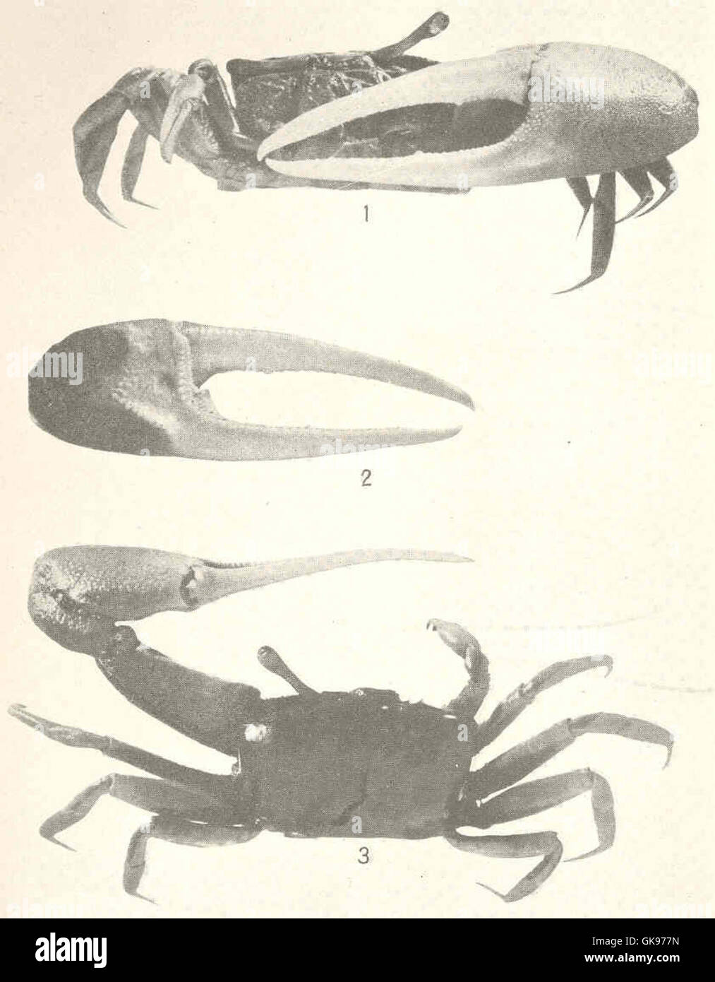 Stenodactylus Stock Photos & Stenodactylus Stock Images - Alamy