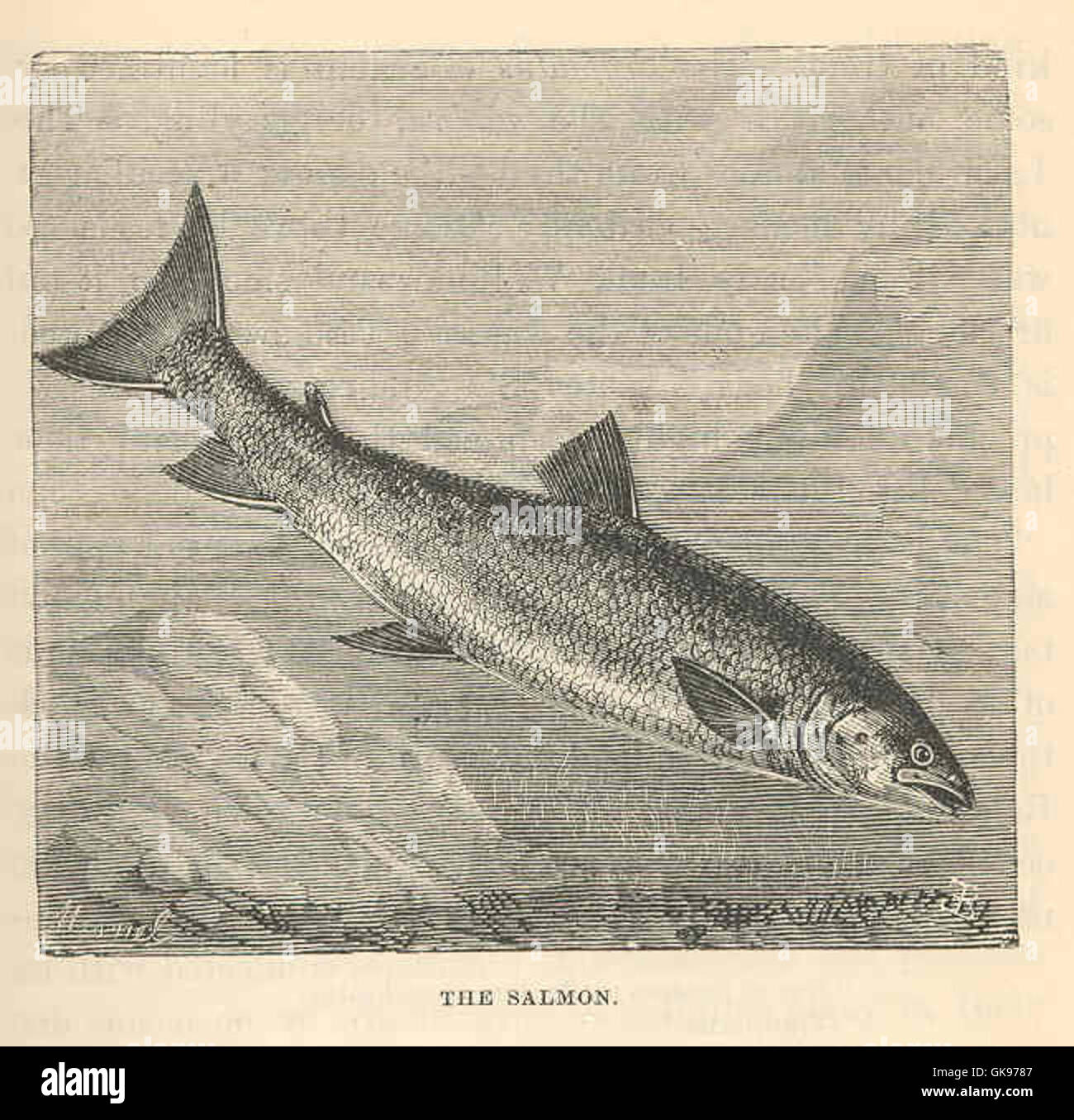 This reference is related to the study and identification of salmon ...