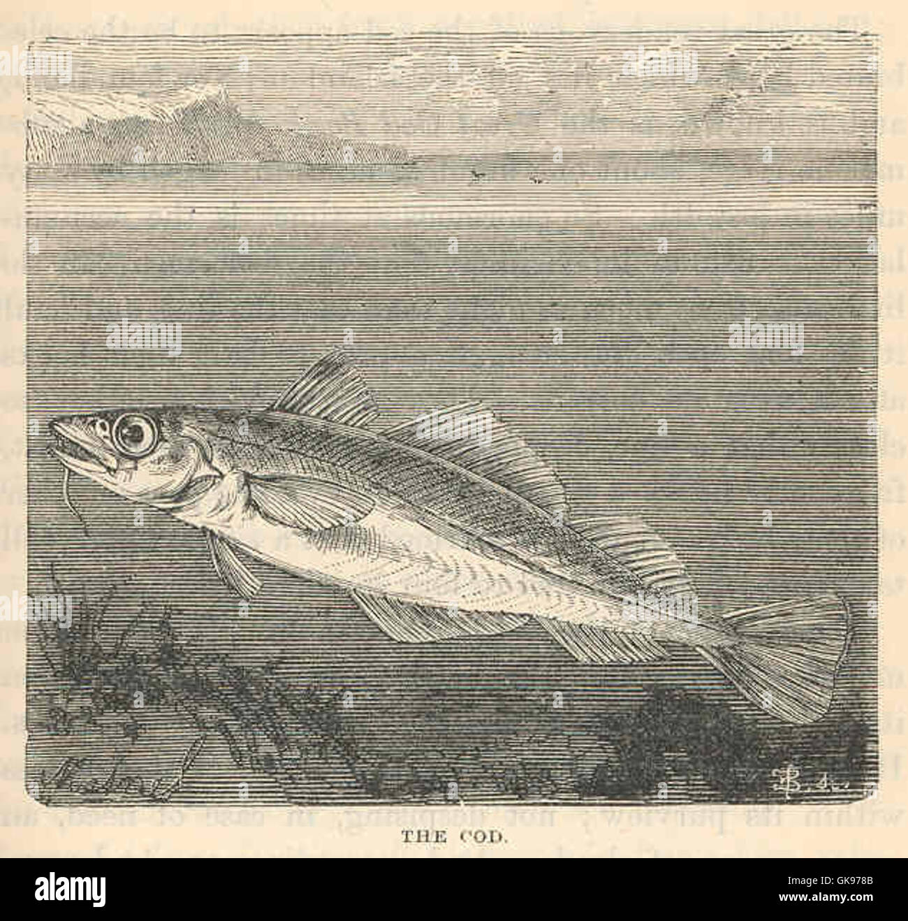 Cod font hi-res stock photography and images - Alamy