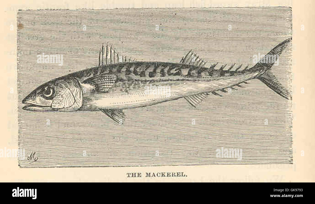 This entry provides a detailed description of the mackerel, a commonly ...