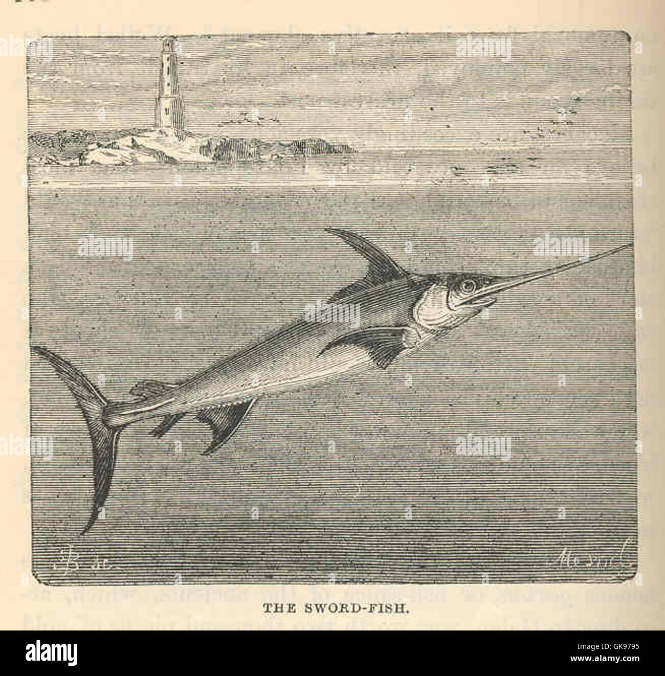 The swordfish is a large, predatory fish known for its long, flat bill ...