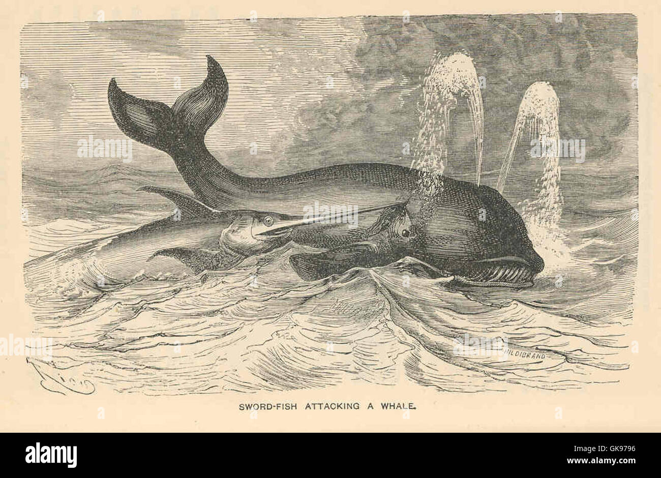 43628 Sword-fish Attacking a Whale Stock Photo - Alamy