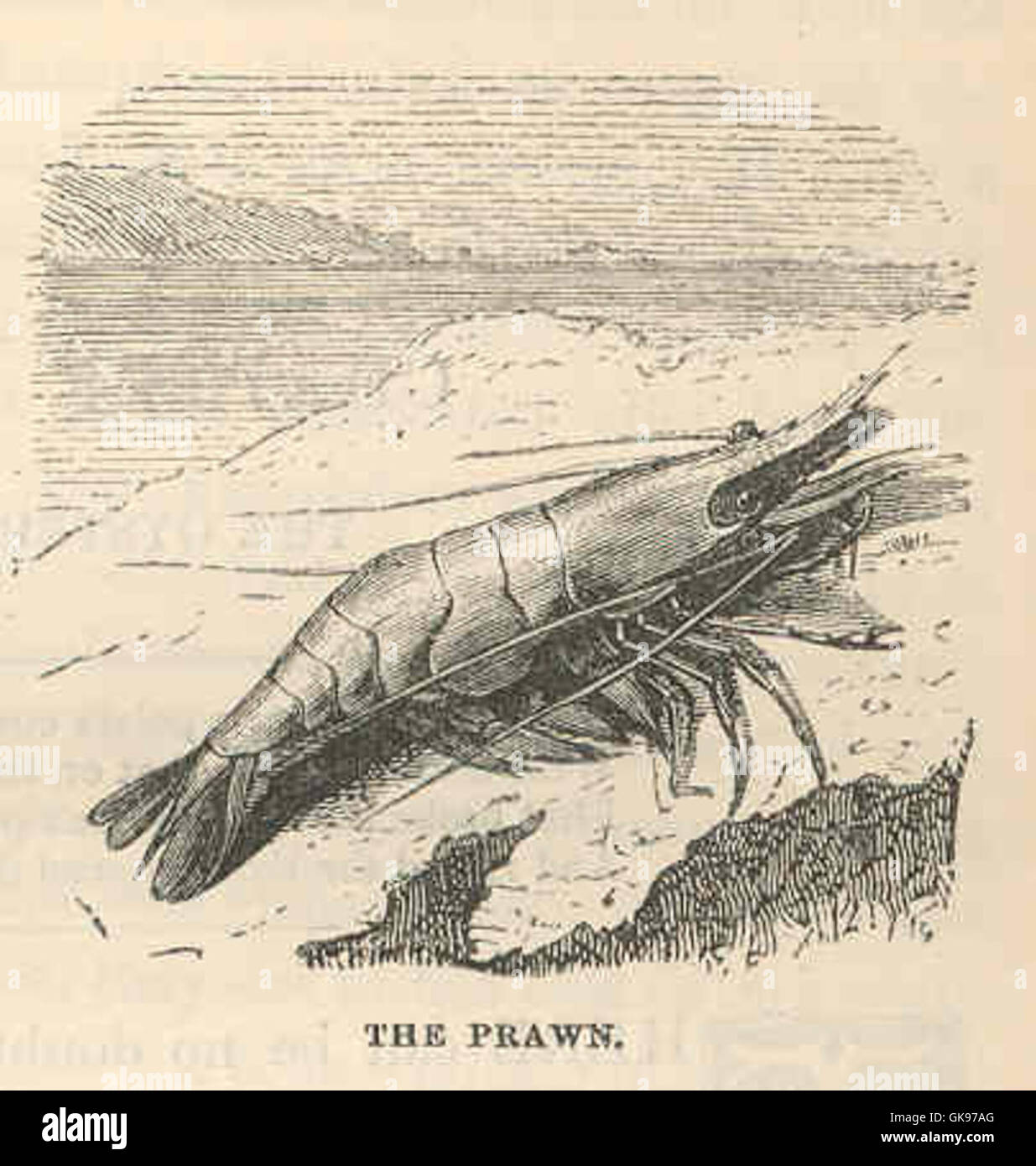 This entry lists various species of prawn, focusing on their ...