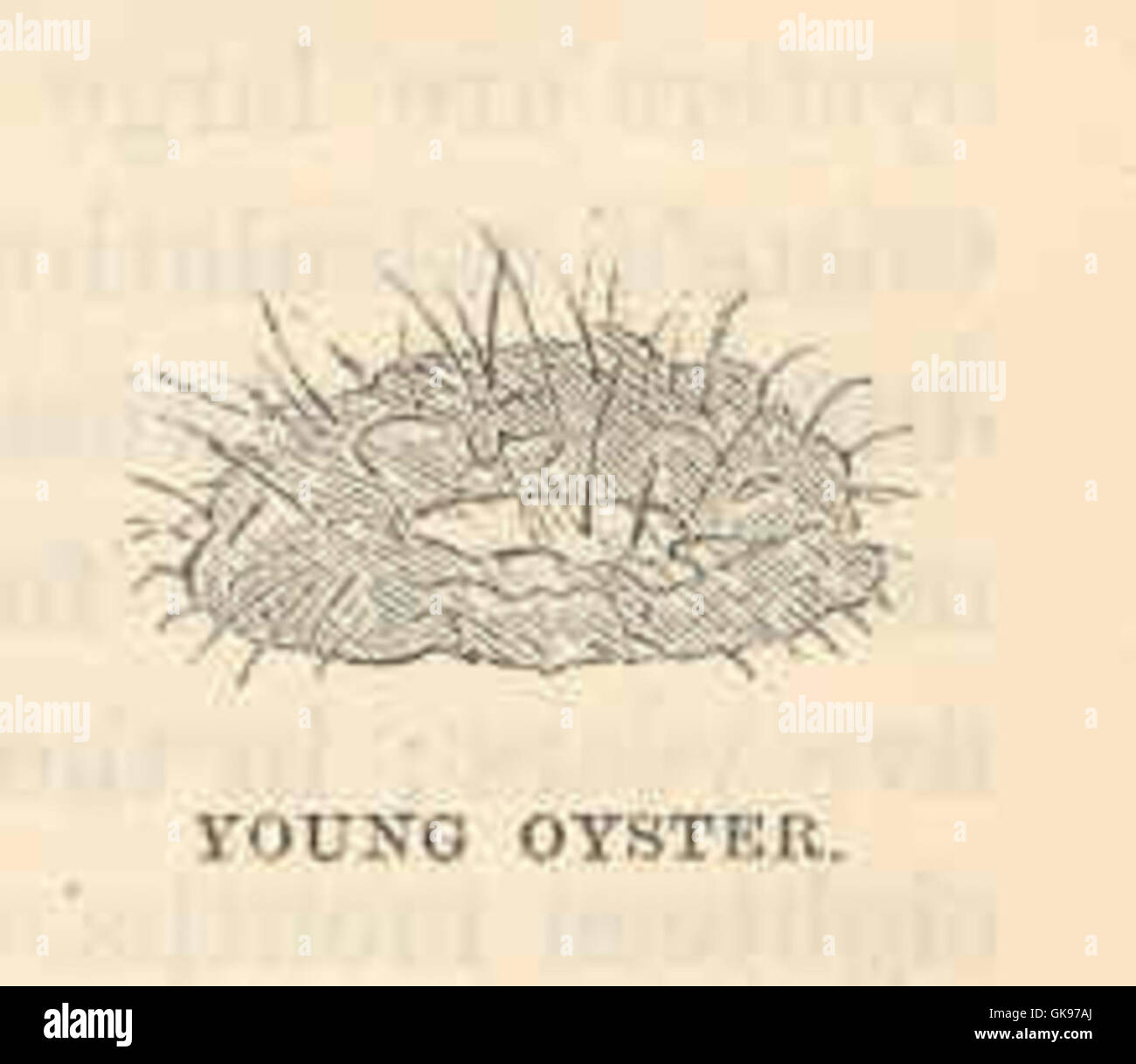 A study on young oysters, focusing on their early life stages, growth ...