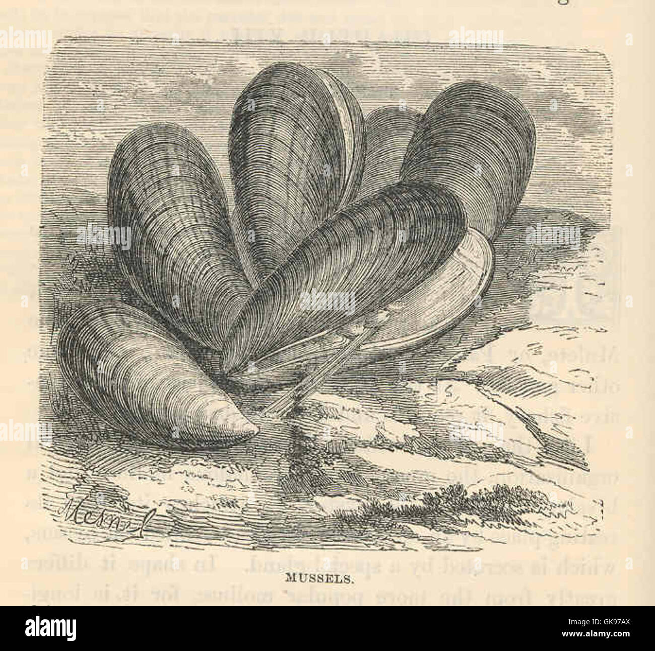 Various species of mussels hi-res stock photography and images - Alamy