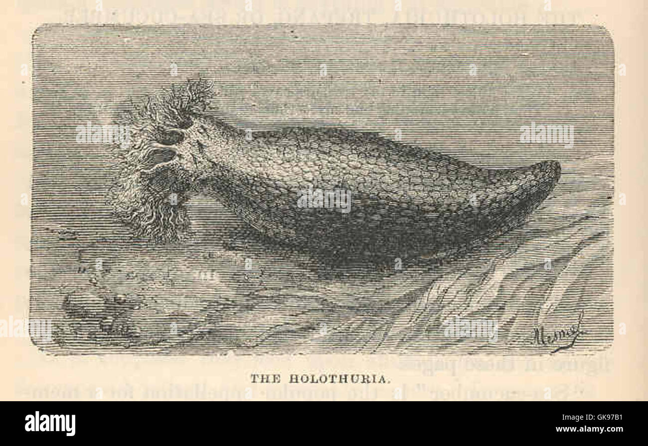 A study on the species Holothuria, commonly known as sea cucumbers ...