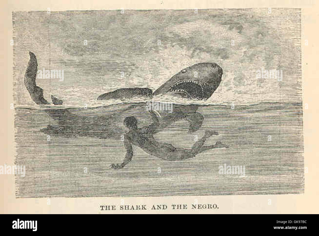 This entry explores the relationship between sharks and their ...