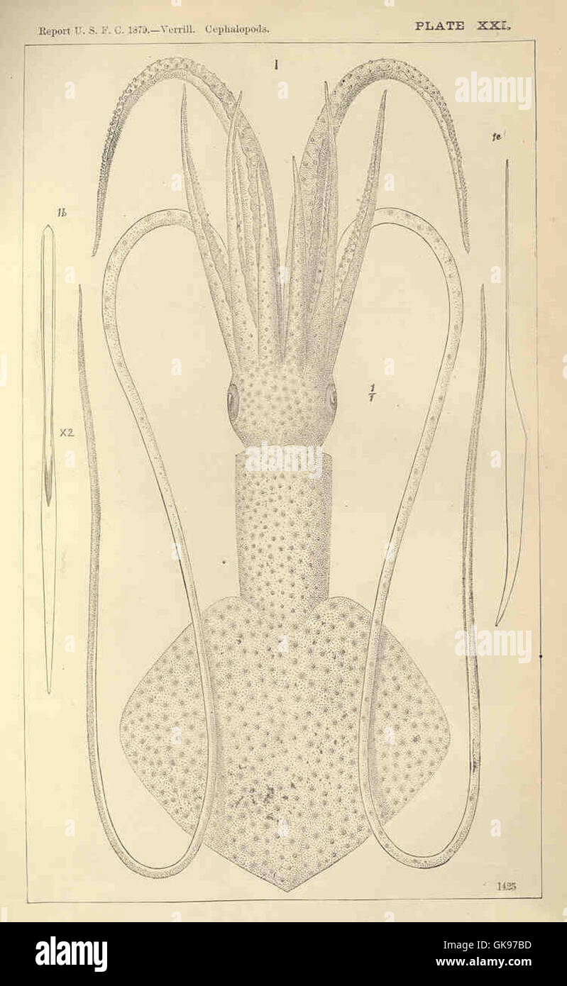 This work provides a detailed examination of cephalopods, a class of ...