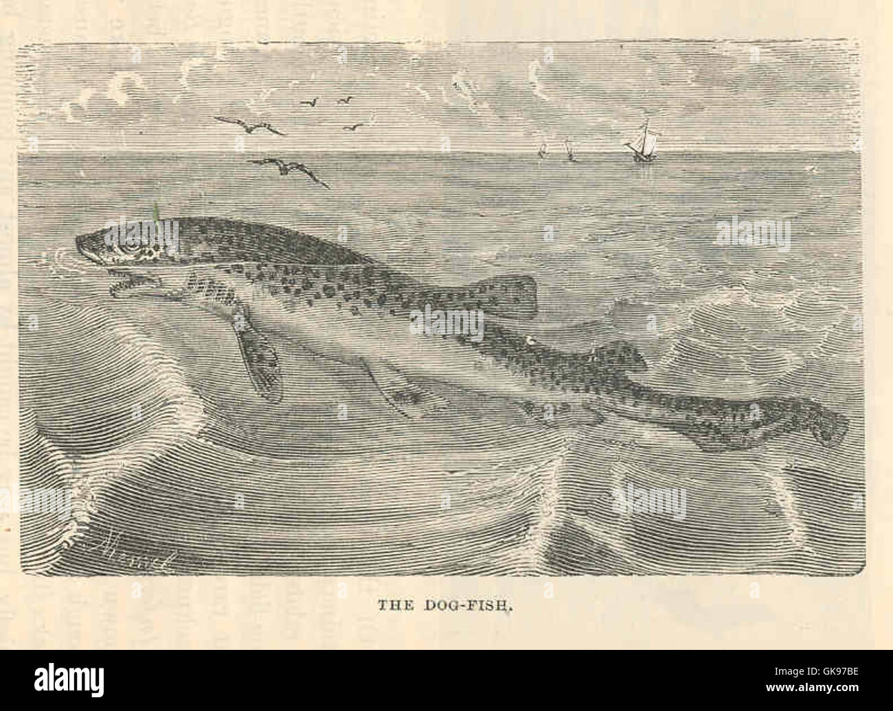 This entry provides details on the species known as the Dog-Fish ...