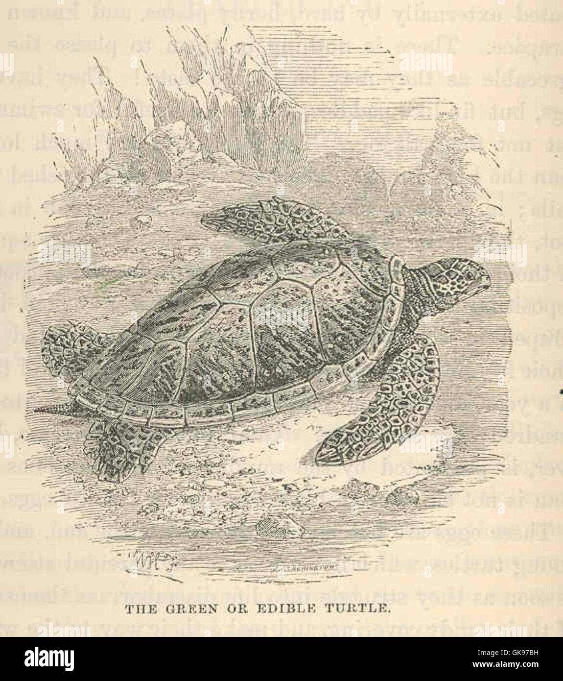 Turtle scan hi-res stock photography and images - Alamy