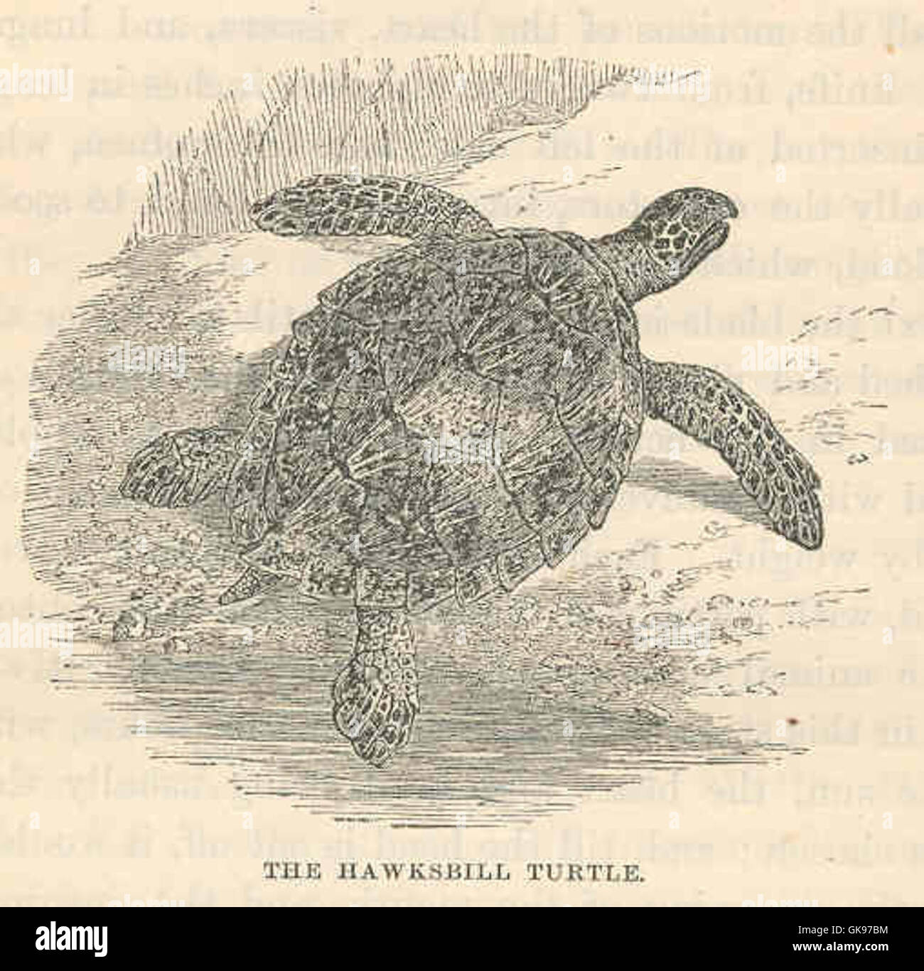 This entry covers the Hawksbill Turtle, including its biological ...