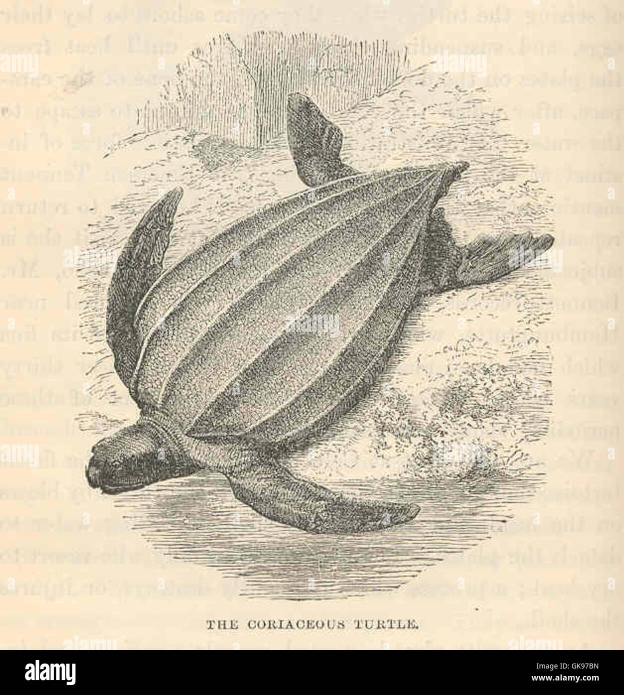 A study of the coriaceous or leathery turtle, known for its durable and ...