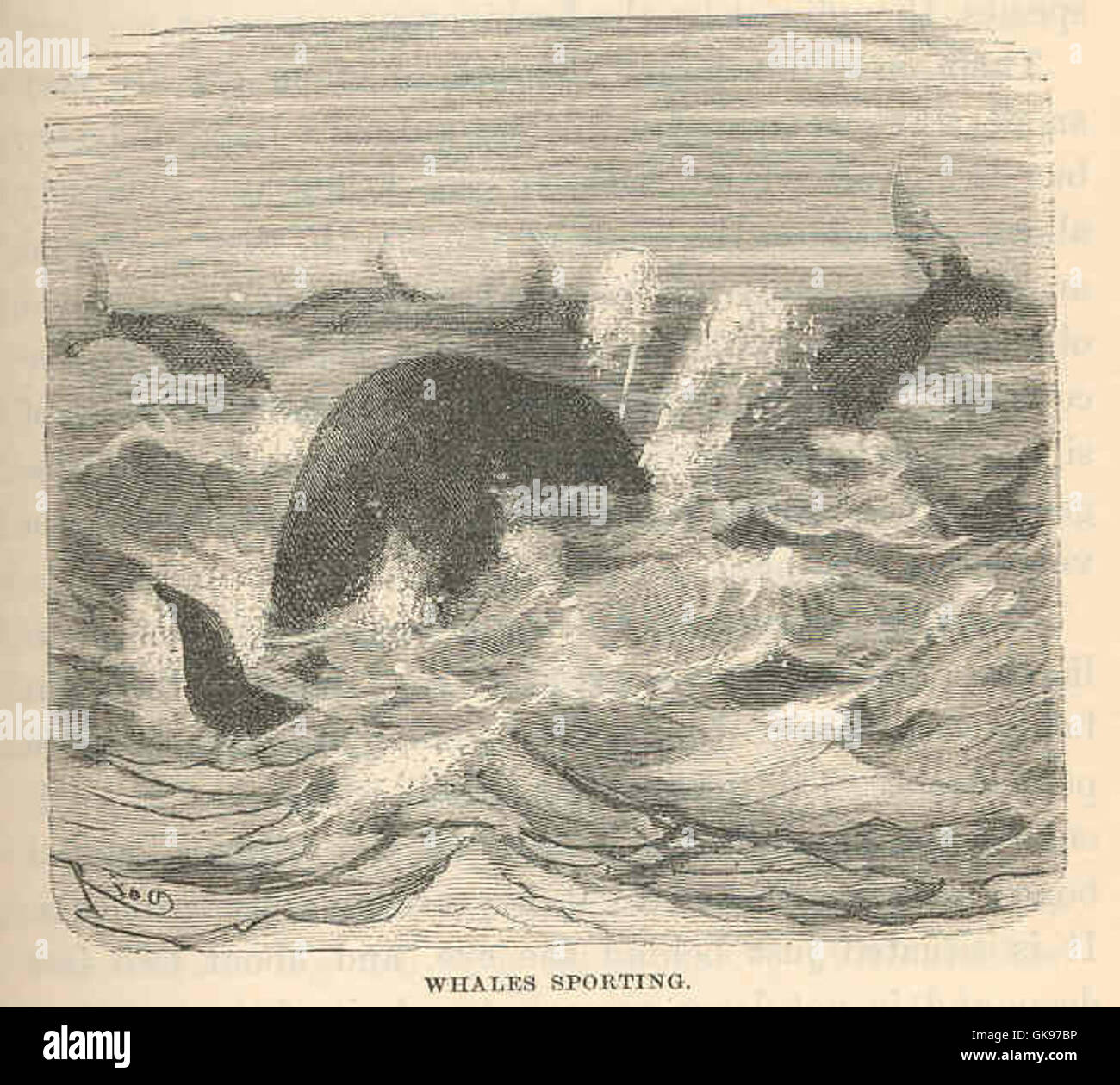 This work illustrates the behavior and movement patterns of whales ...