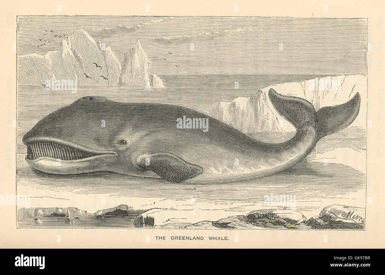 This document provides details about the Greenland whale, focusing on ...
