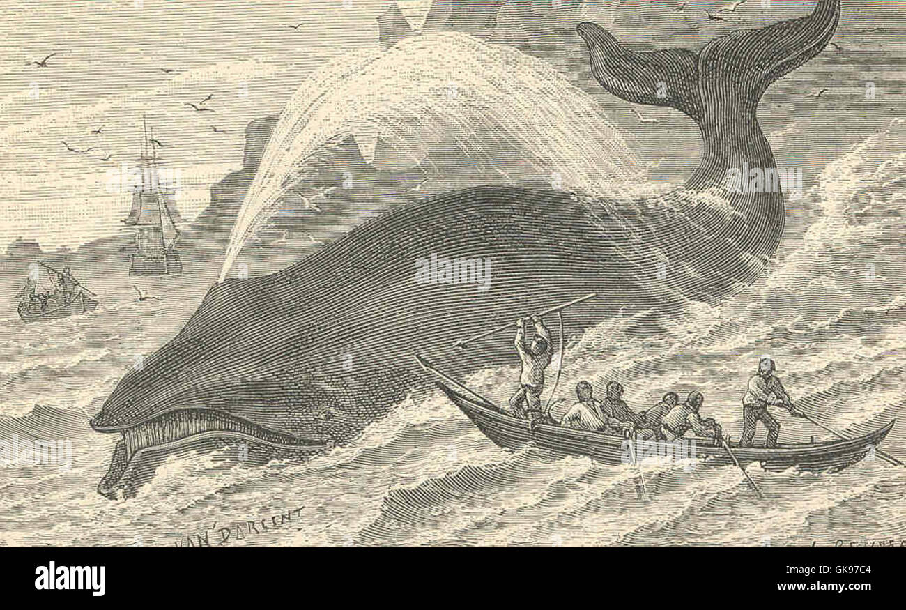 Harpooning whale hi-res stock photography and images - Alamy