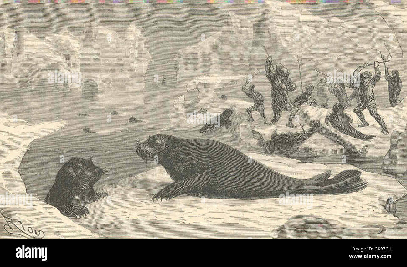 This work describes the practice of seal hunting, its historical and ...