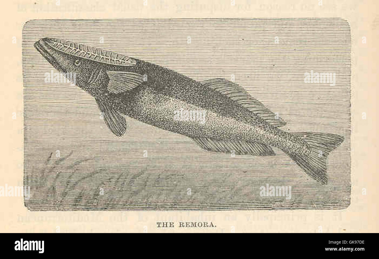 Remora, also known as suckerfish, is a family of ray-finned fish in the ...