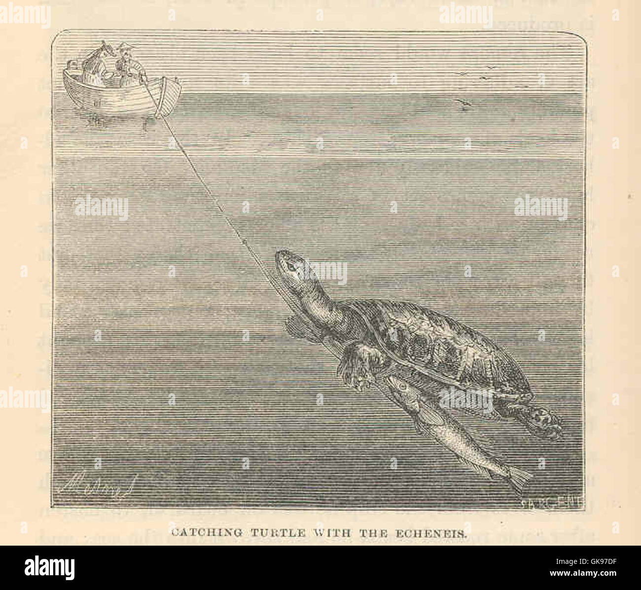 Turtle scan hi-res stock photography and images - Alamy