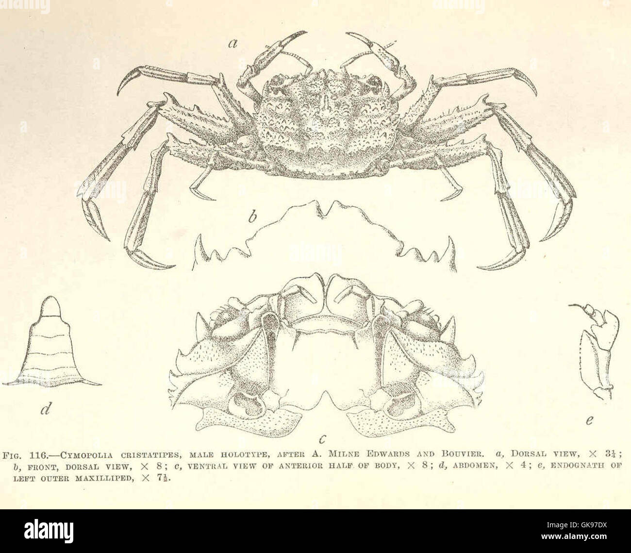 This entry features the male holotype of 'Cymopolia cristatipes ...