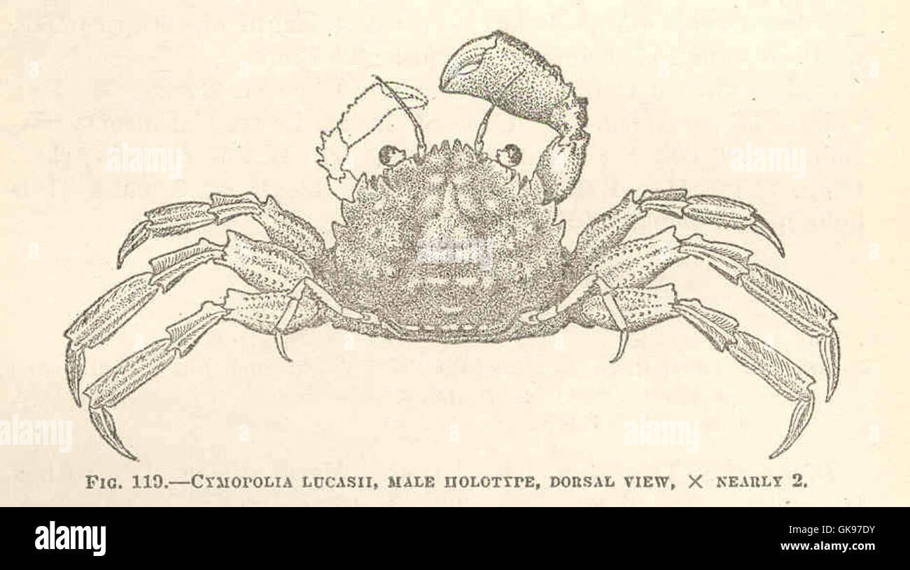 A detailed illustration of the male holotype of Cymopolia lucasii ...