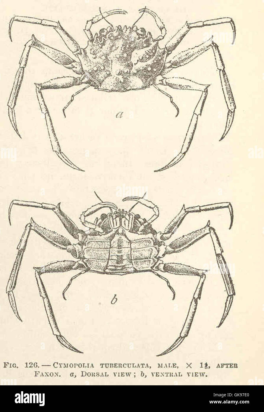 This illustration depicts the male of Cymopolia tuberculata, a species ...