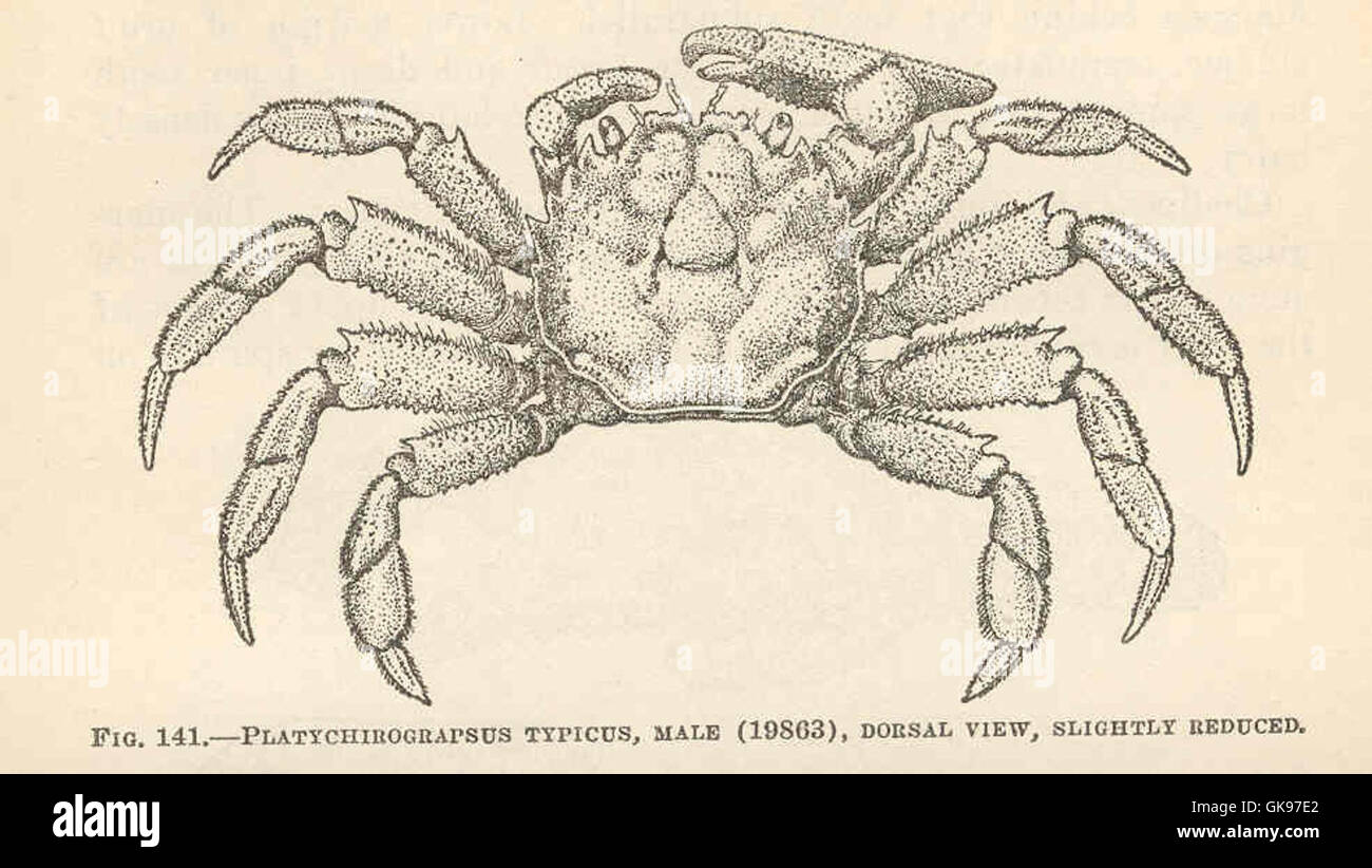 This image and description feature the Platychirograpsus typicus, a ...
