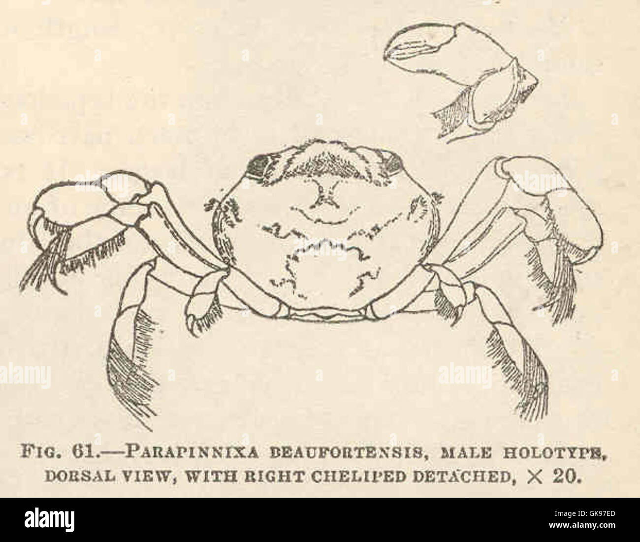 A scientific study of the male holotype of Parapinnixa beaufortennis ...
