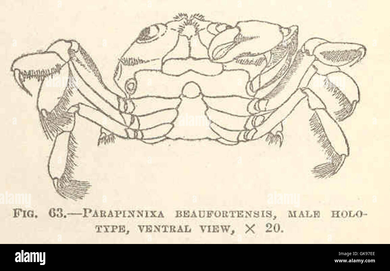 43746 Parapinnixa beaufortennis, Male holotype, Ventral view Stock ...