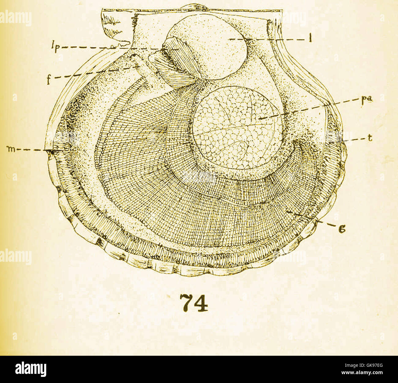 43749 Scallops- View of pecten with left valve and mantle removed ...