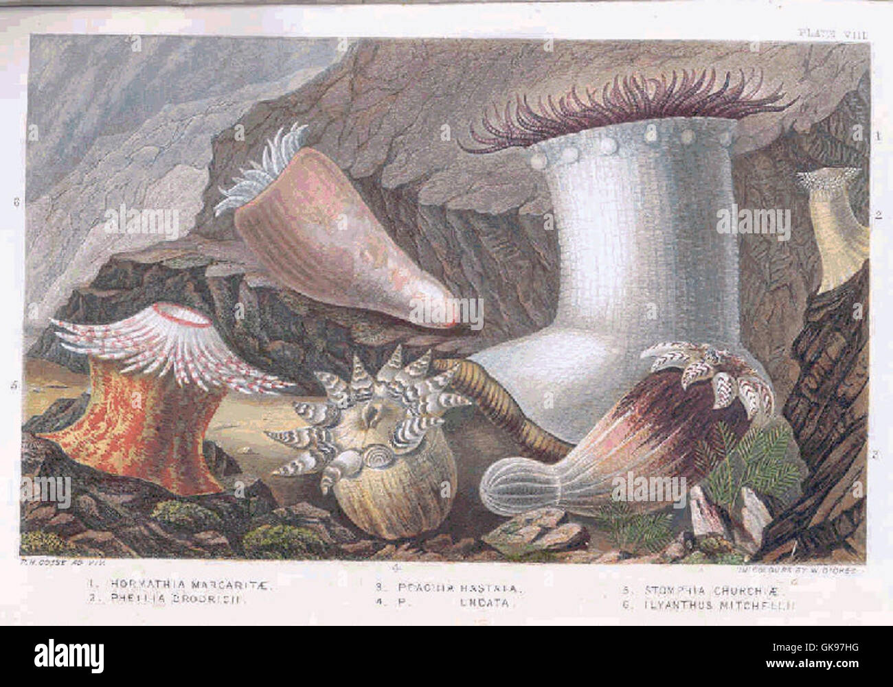 Peachia undata hi-res stock photography and images - Alamy