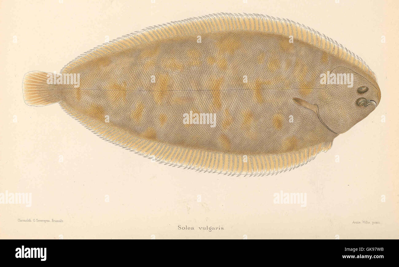 43988 Solea vulgaris - Drawing of a living Sole,lying in a shallow dish ...