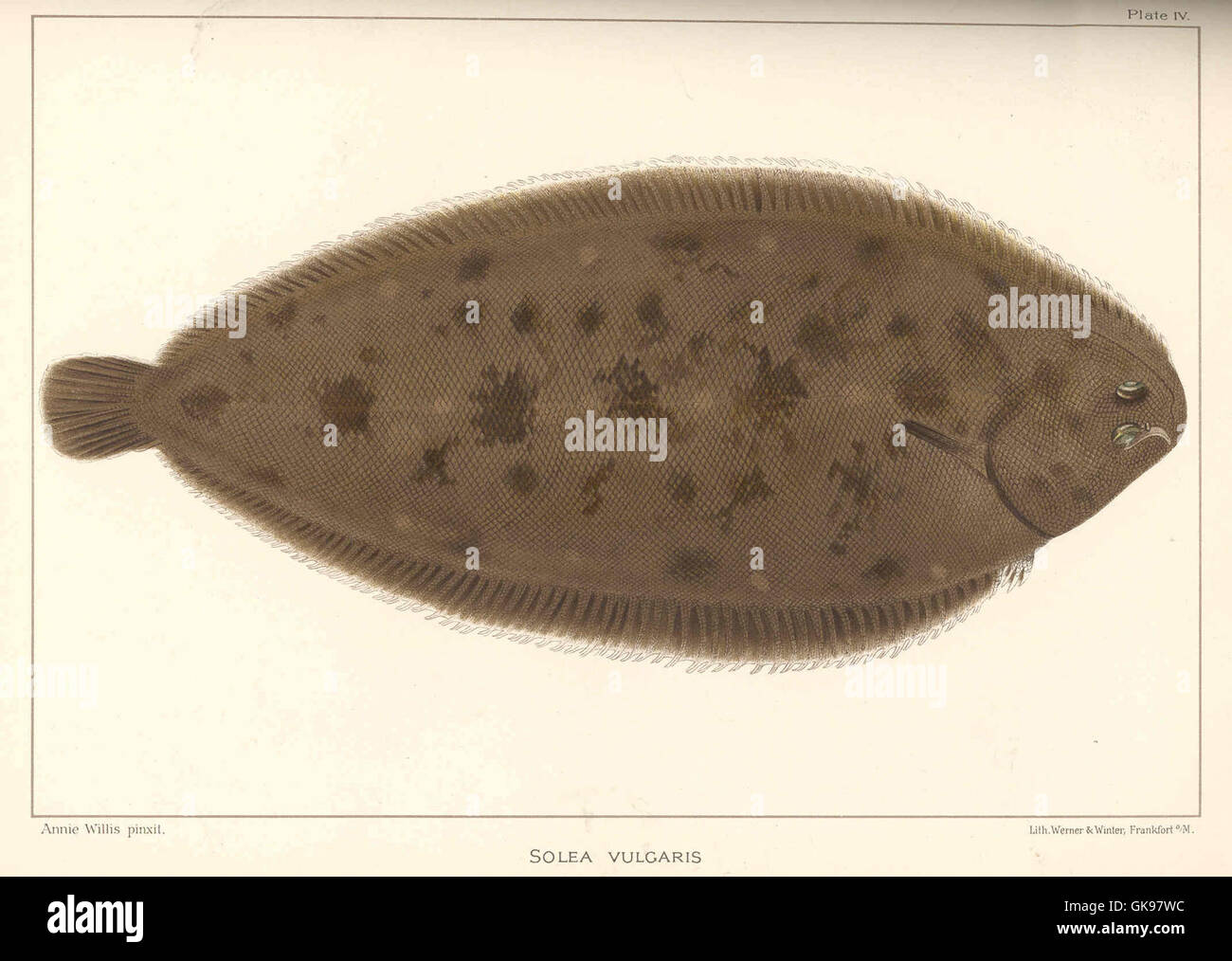 This drawing of Solea vulgaris, also known as the common sole, was made ...