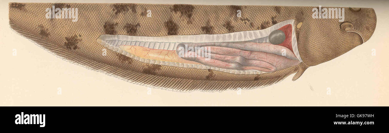 This study provides a detailed description of the internal organs of ...