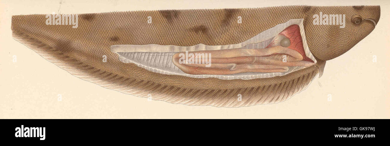 Fish reproductive organ hi-res stock photography and images - Alamy