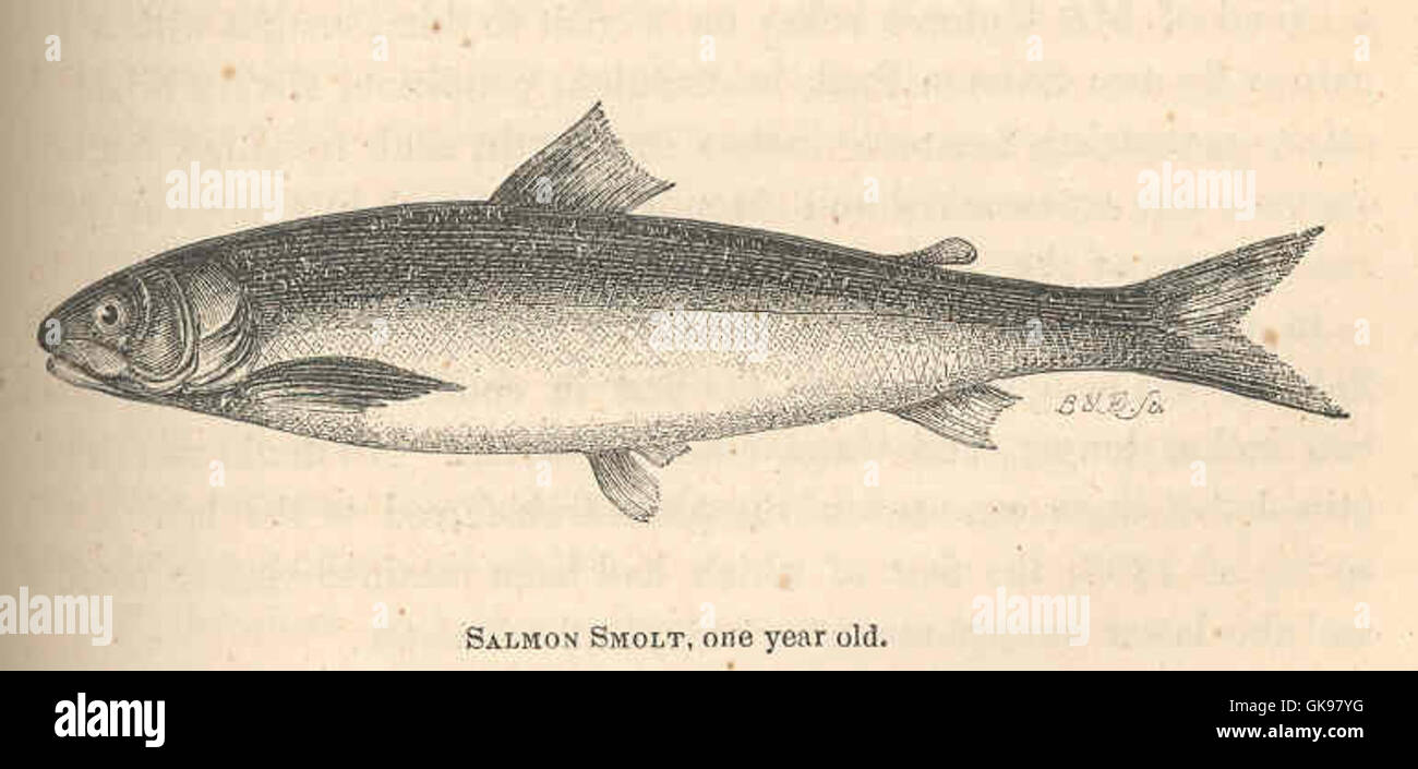 Salmon smolt hi-res stock photography and images - Alamy