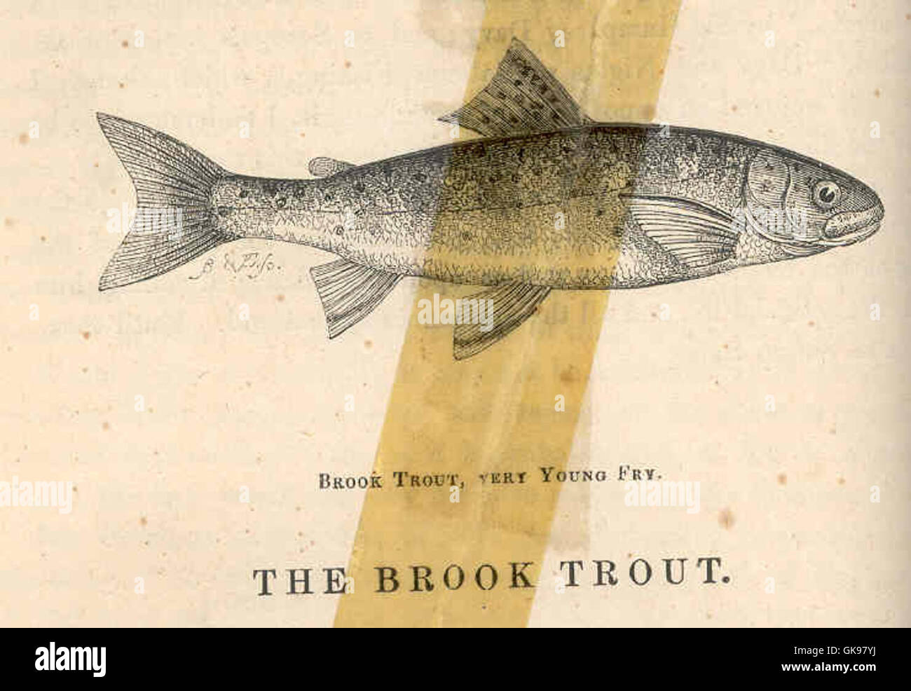 This study focuses on the developmental stages of Brook Trout, from the ...